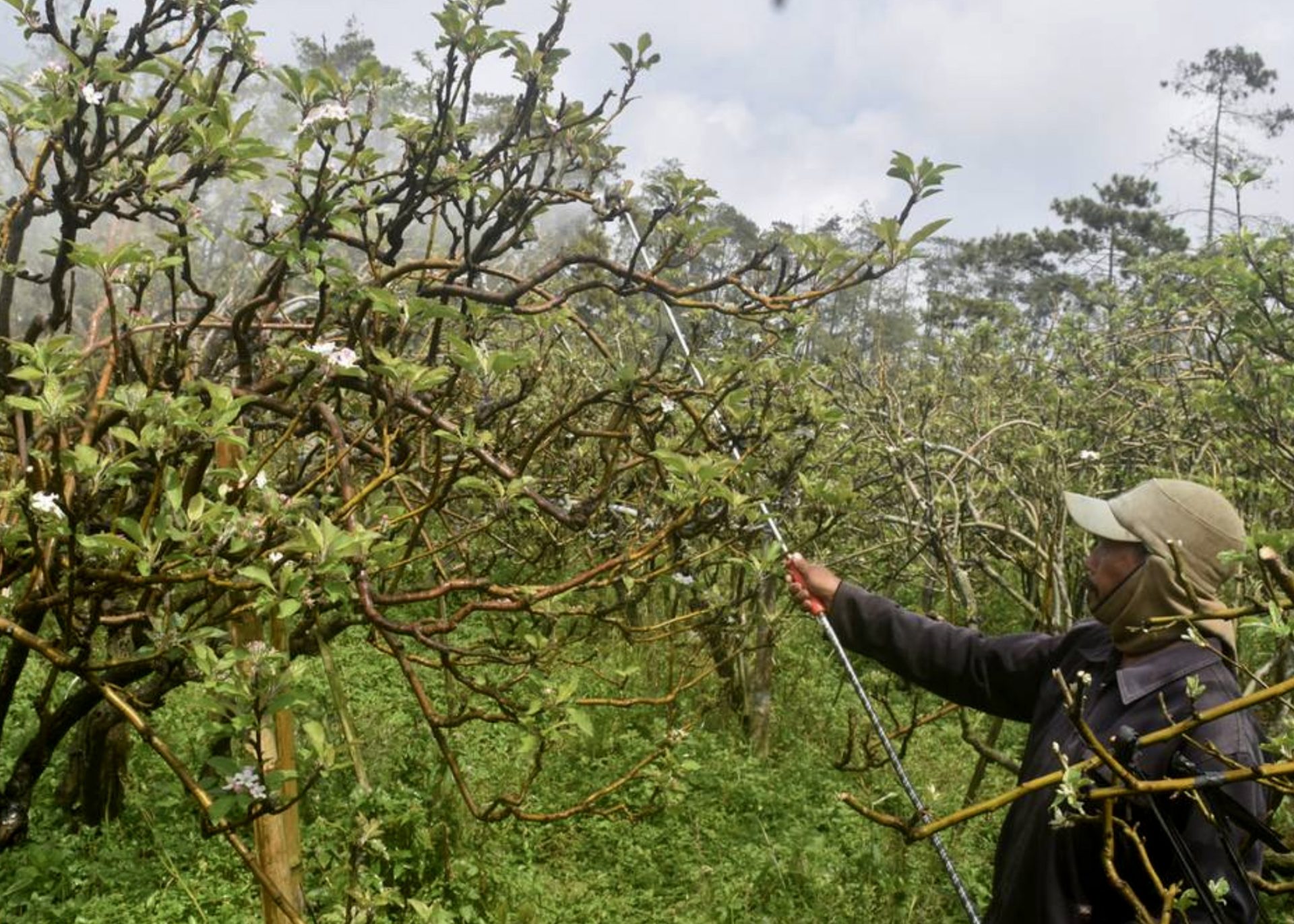 In Indonesia, climate change takes a bite out of apple crops - LiCAS ...