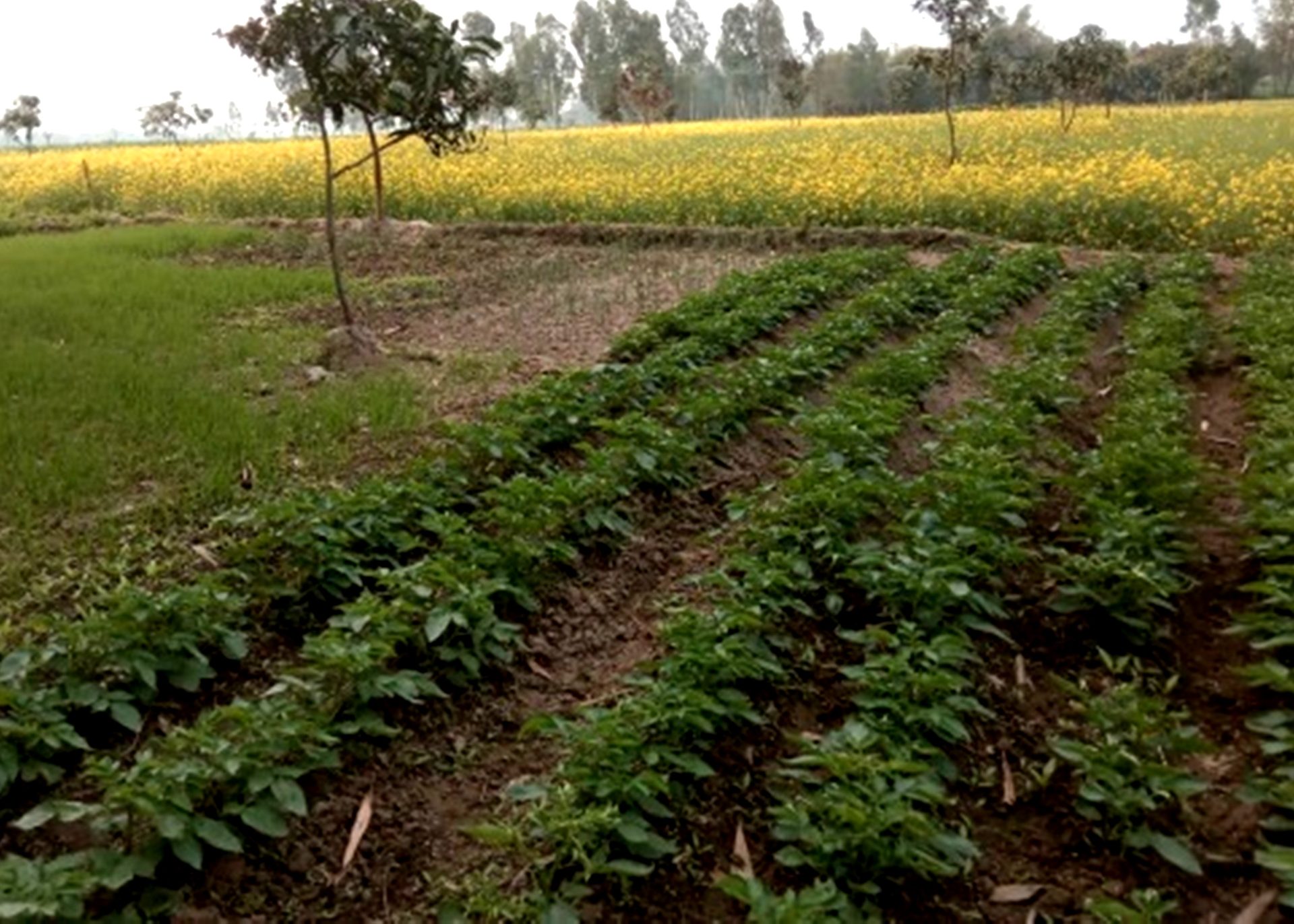 Farm Farm Farm In Plains Indians
