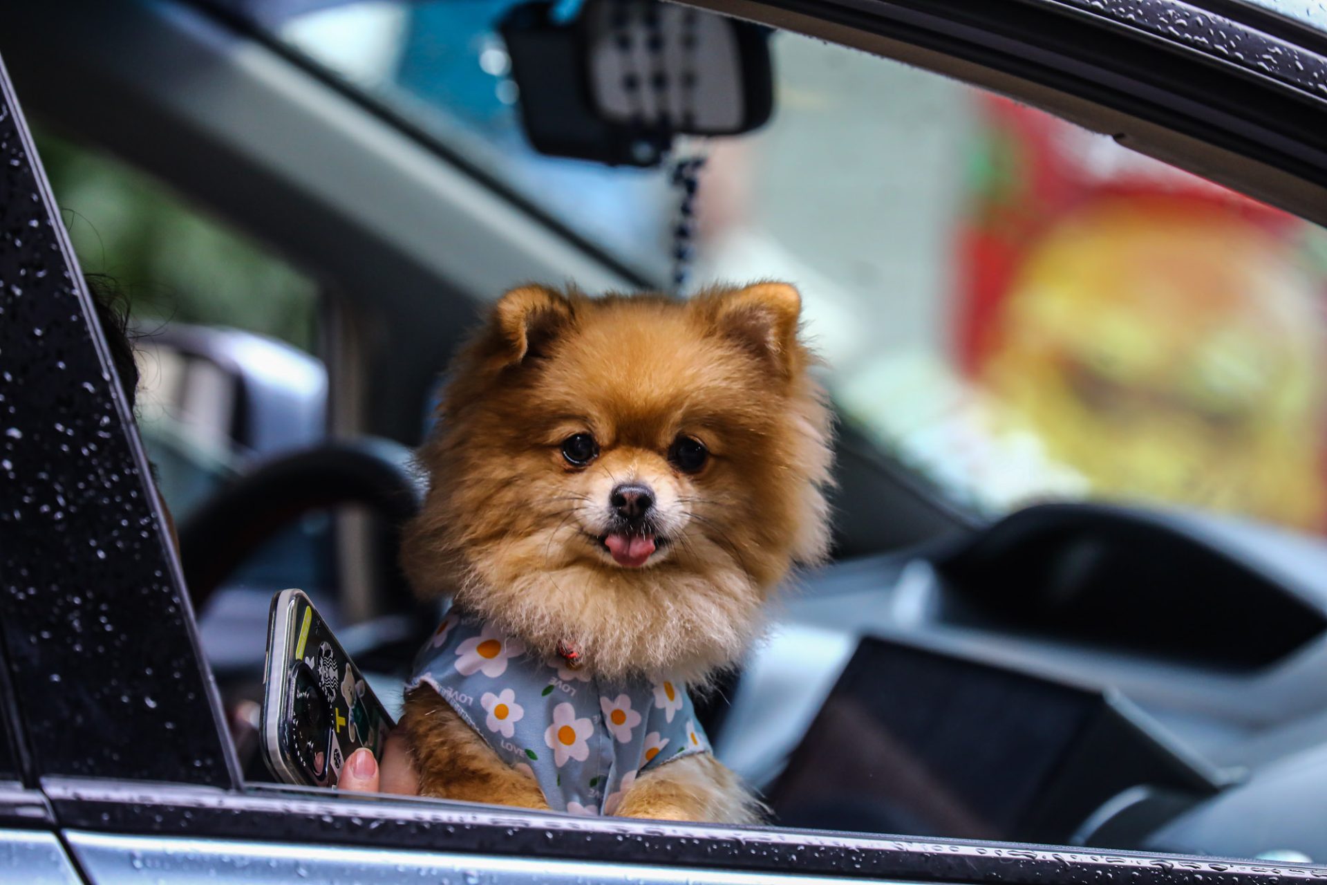 Photos: ‘Furry love’ on feast of Saint Francis of Assisi - LiCAS.news ...